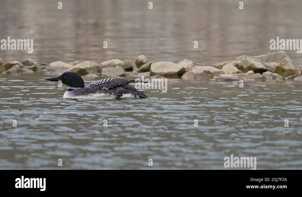 Loon folding up its leg onto its back while floating in a pond Stock ...