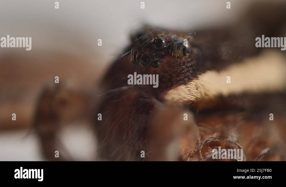 Brown spider on white. A spider face in extreme close up. Spider crawls ...