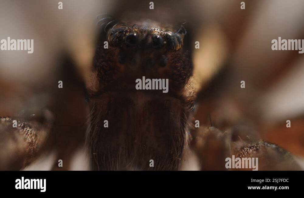 Brown spider on white. A spider face in extreme close up. Spider crawls ...