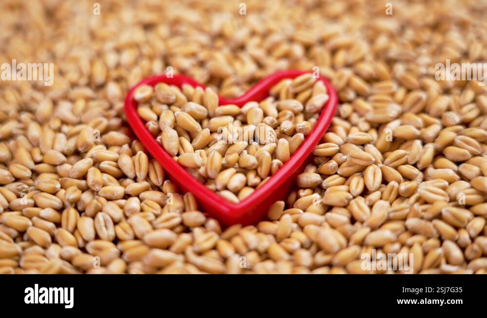 Raw wheat seeds falling into a red heart shape Stock Video Footage - Alamy