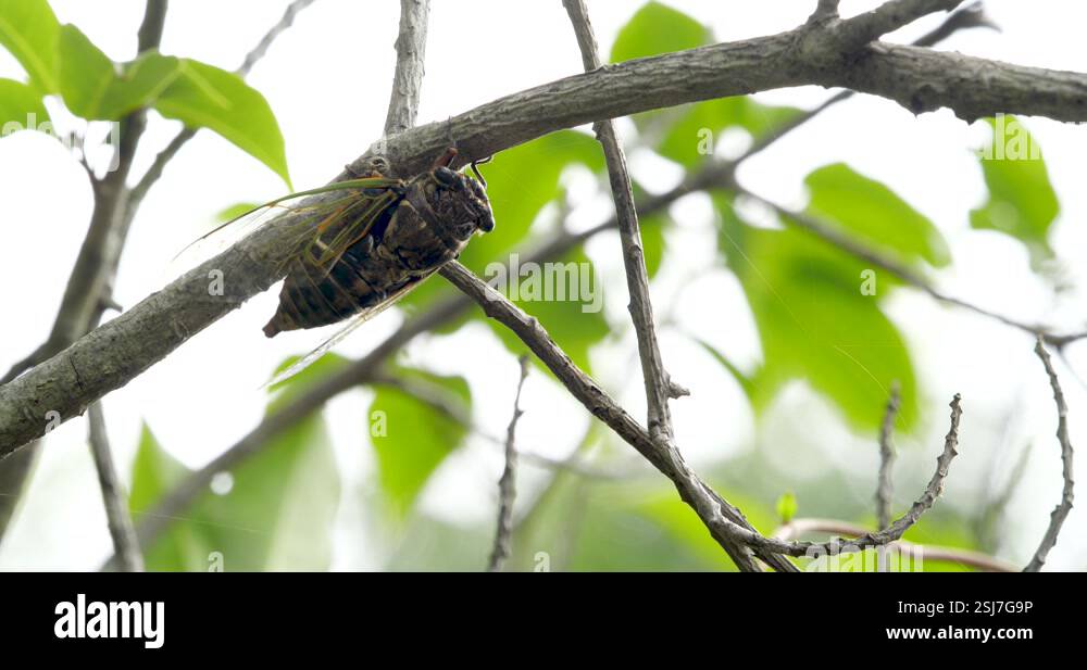 4K video of cicadas (KUMA-ZEMI) singing loudly Stock Video Footage - Alamy
