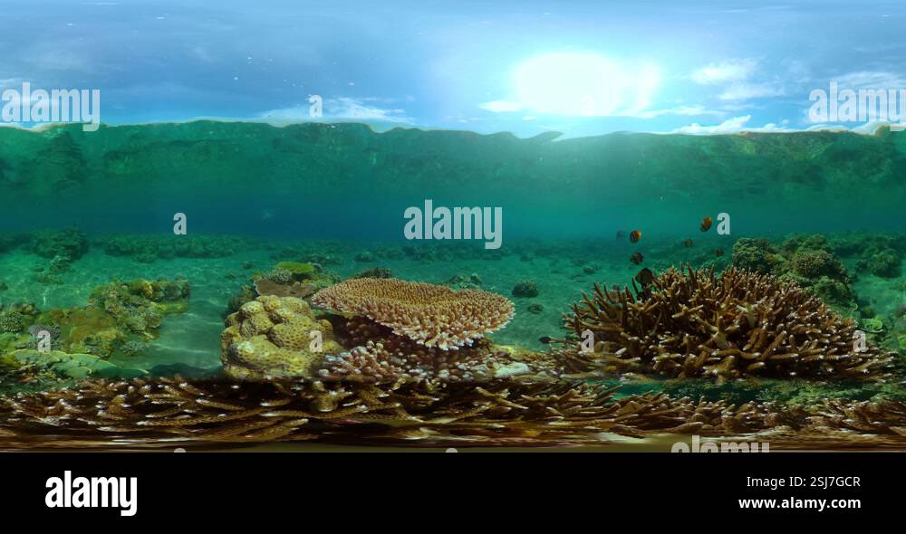 Coral reef and tropical fish. 360-Degree view Stock Video Footage - Alamy