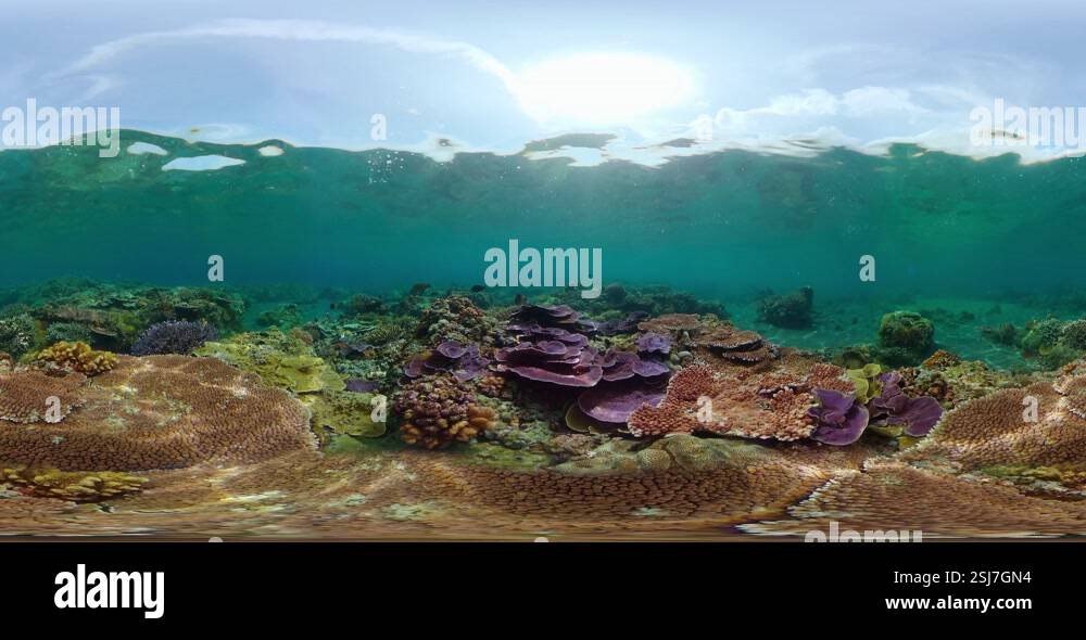 Coral reef and tropical fish. 360-Degree view Stock Video Footage - Alamy