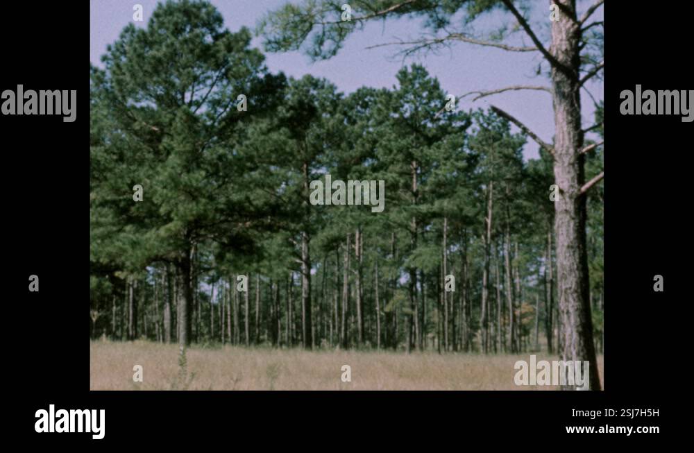 Clearing in trees Stock Videos & Footage - HD and 4K Video Clips - Alamy
