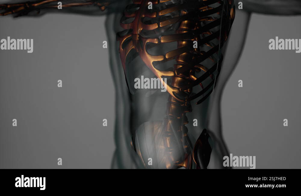 anatomy of human skeleton illustration Stock Video Footage - Alamy