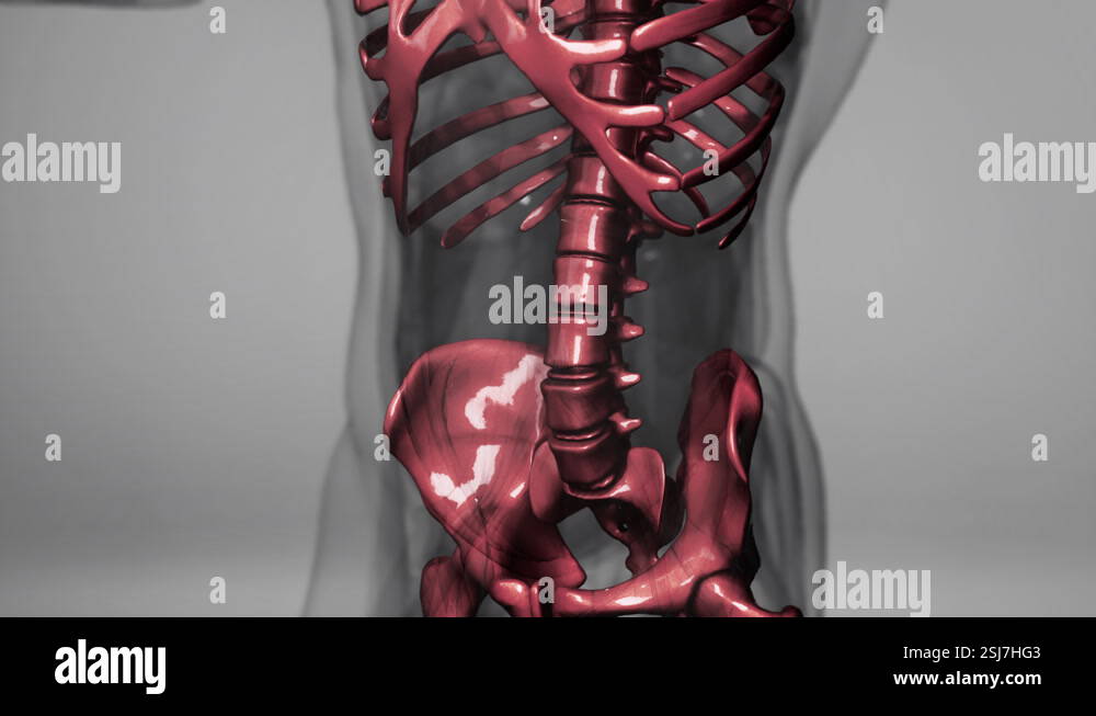 3d rendered medical animation of a human bones Stock Video Footage - Alamy