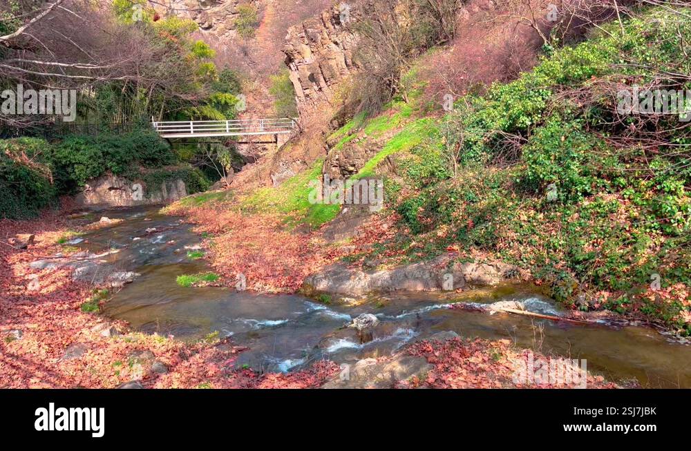 A forest stream inside a mountain forest. a bridge can be seen in the ...