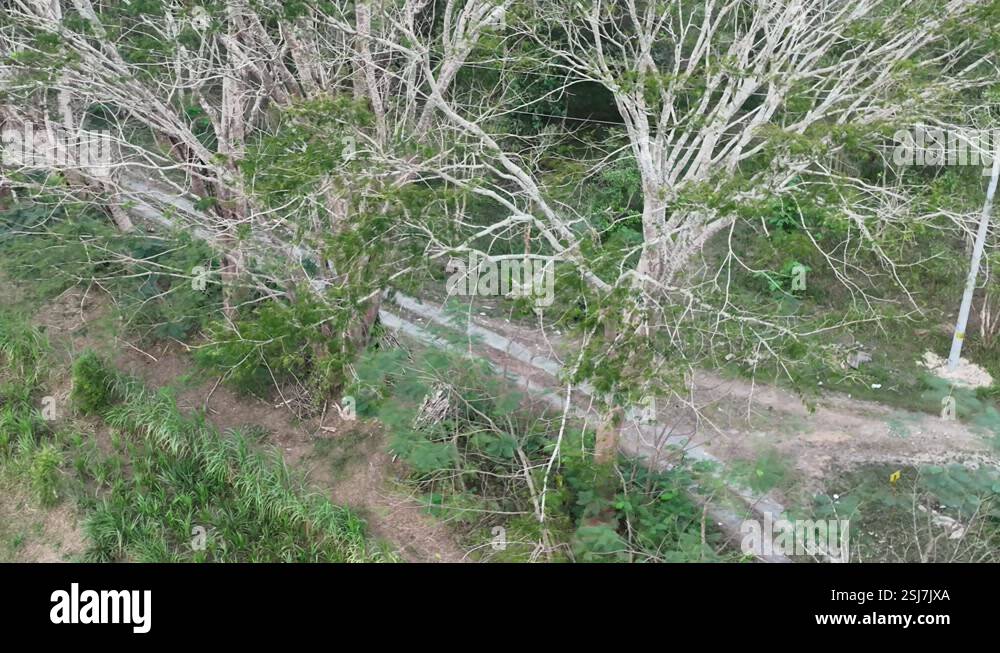 Slow orbit of tree using drone with drone operator behind the tree. Gunung Stock Video Footage ...