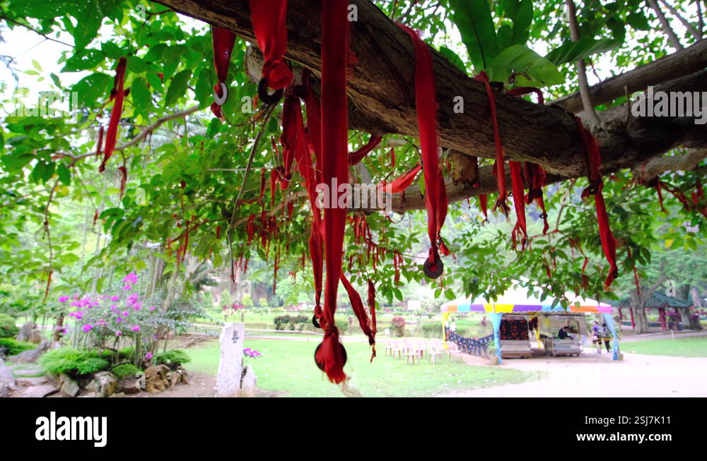 Auspicious tree Stock Videos & Footage - HD and 4K Video Clips - Alamy