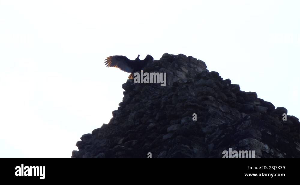 Spread-Winged Posture of Turkey Vulture (Cathartes aura) atop the ...
