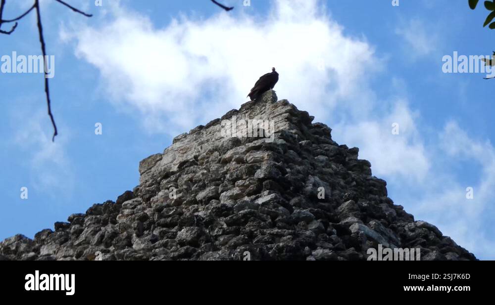 Turkey vulture (Cathartes aura) resting atop the pyramid of Temple 1 at ...