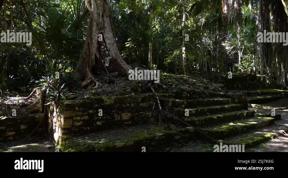 Ceiba tree growing over the Mayan ruins at Chacchoben, Mayan ...