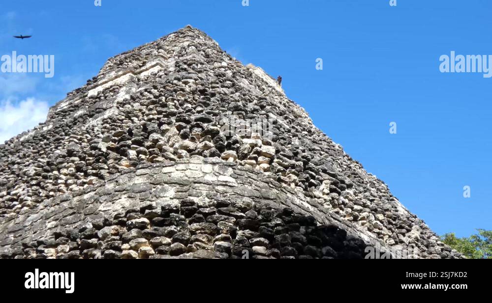 Turkey vulture (Cathartes aura) standing atop the pyramid of Temple 1 ...