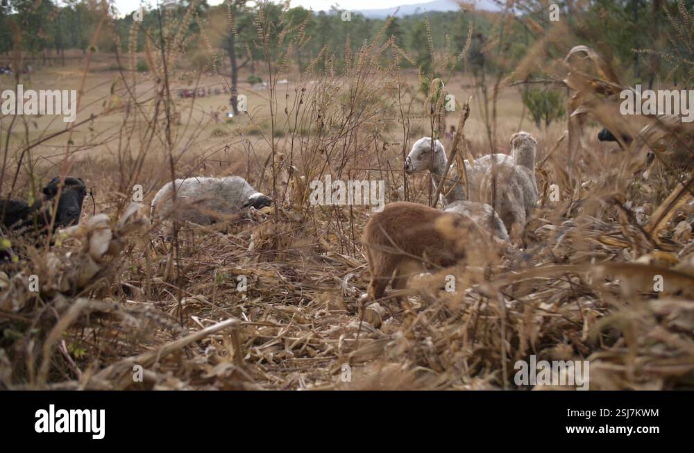 Grazing environment Stock Videos & Footage - HD and 4K Video Clips - Alamy