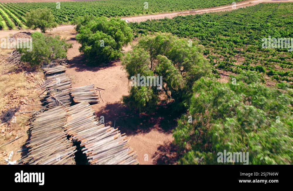 Grapevine Waste Left Over At The Vineyard Caused By Water Scarcity In ...