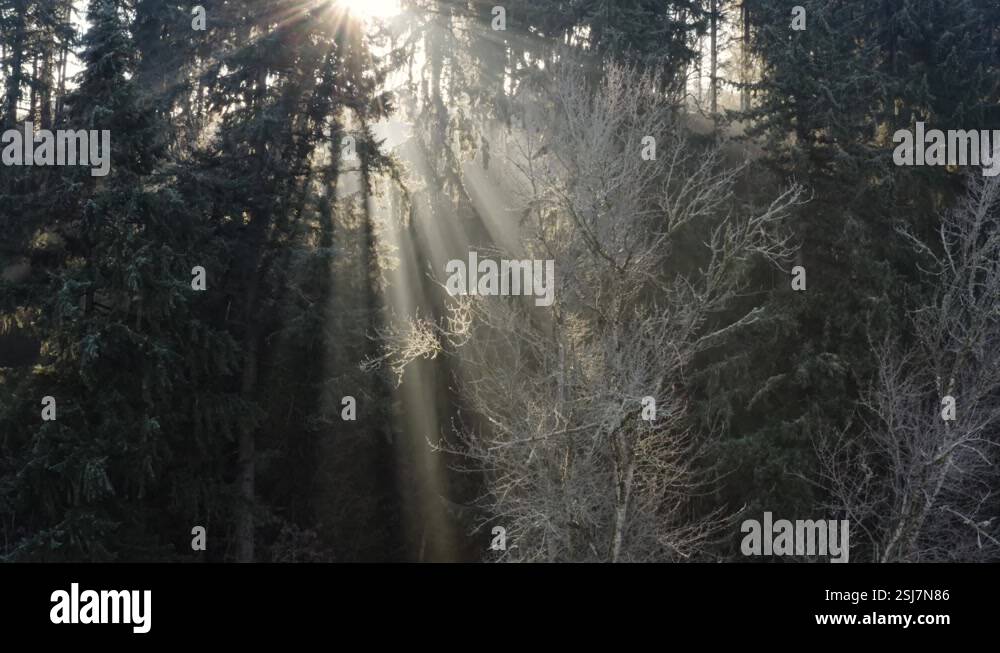Sun rays through forest canopy Stock Videos & Footage - HD and 4K Video ...