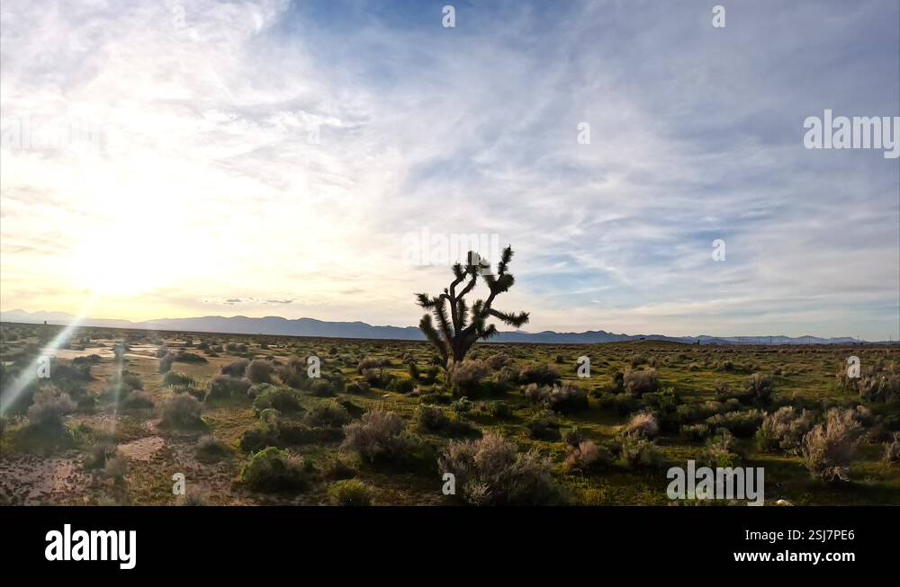 Flying a first-person view drone between the branches of a Joshua tree ...