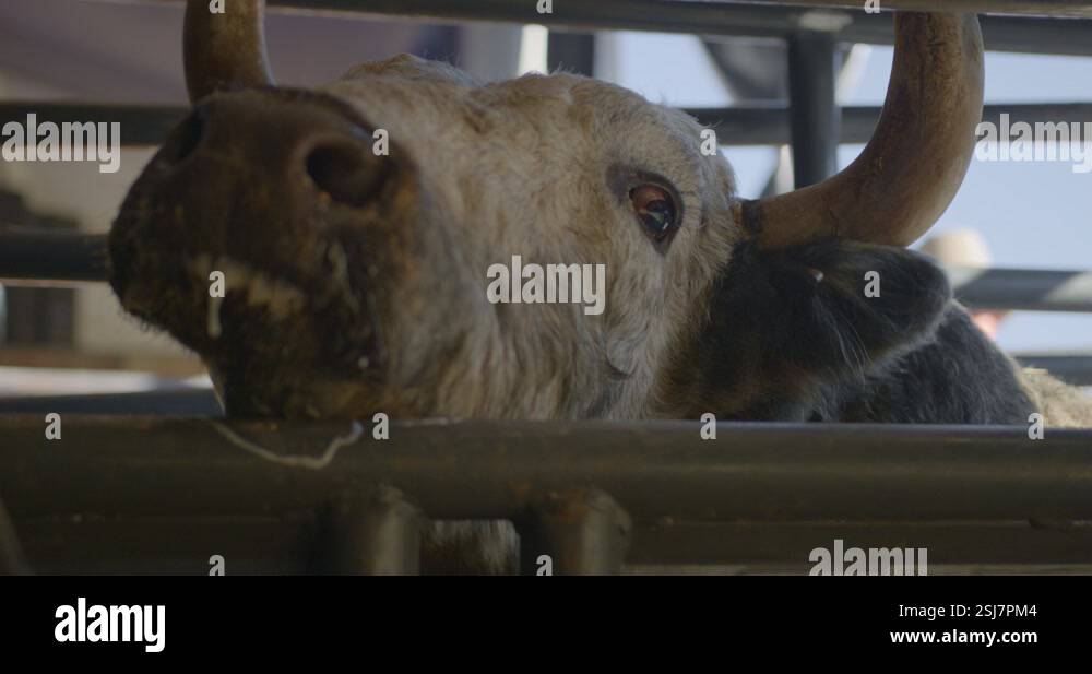 A rank bull drooling in metal chute in Dallas, Texas before a bull ...