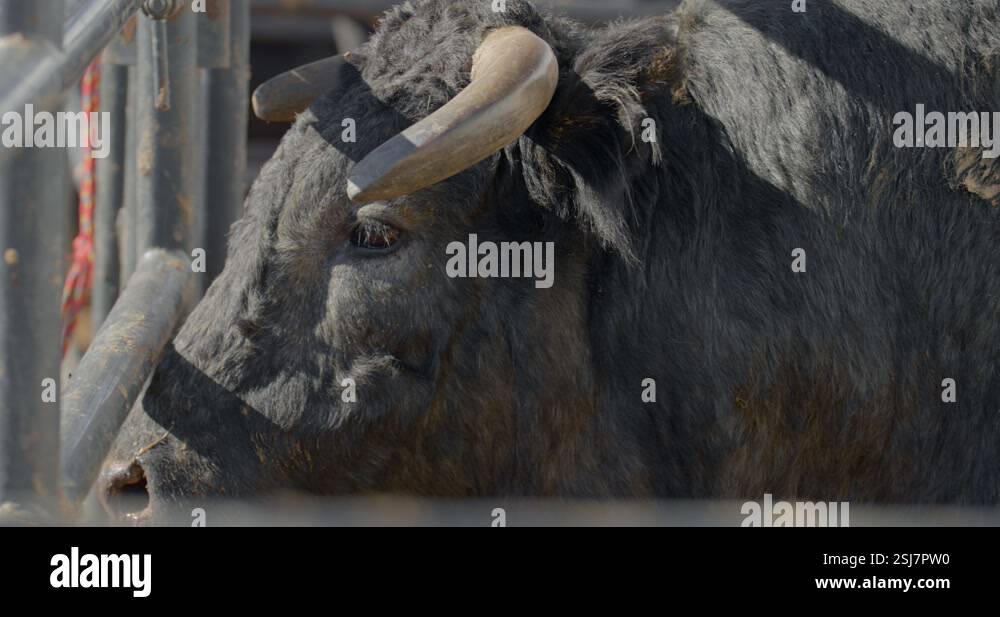 A rank bull stares out through metal chute in Dallas, Texas before a ...