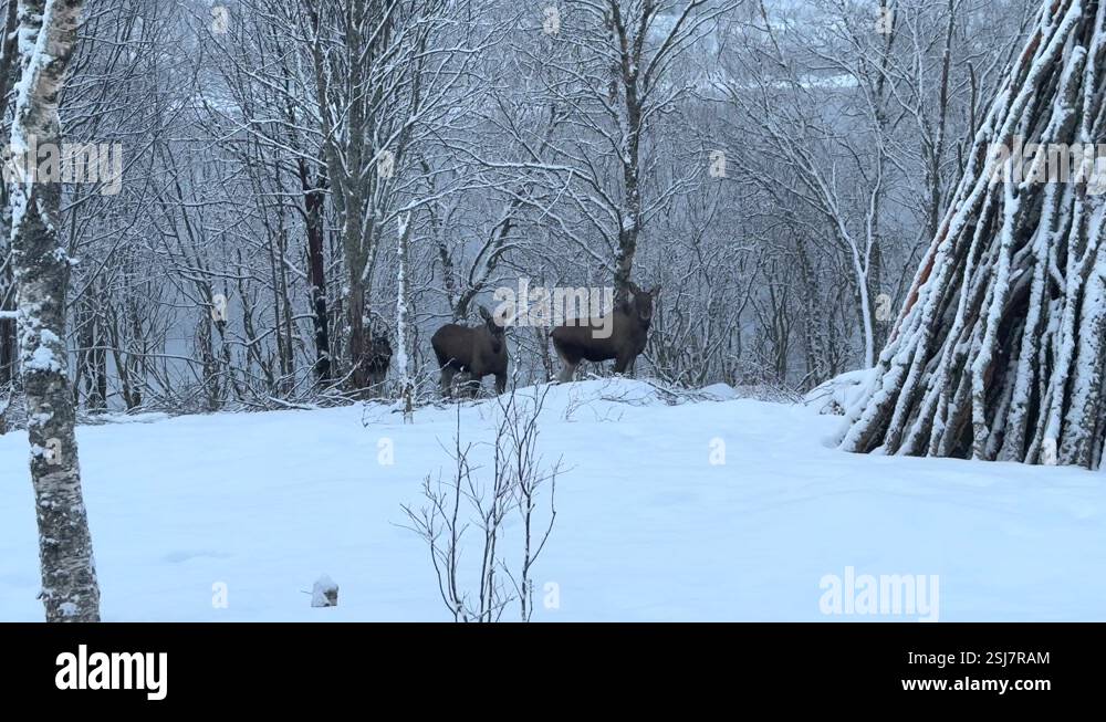 Moose family of three standing in the forrest and looking around on a ...