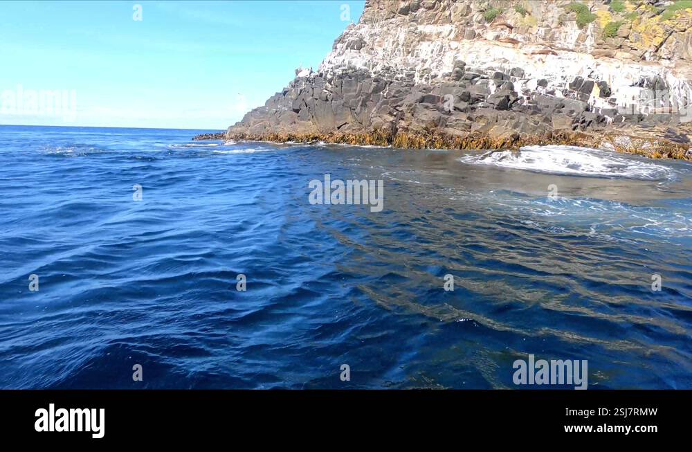 Rocky point of Bruny Island with seaweed sloshing around in the sea ...