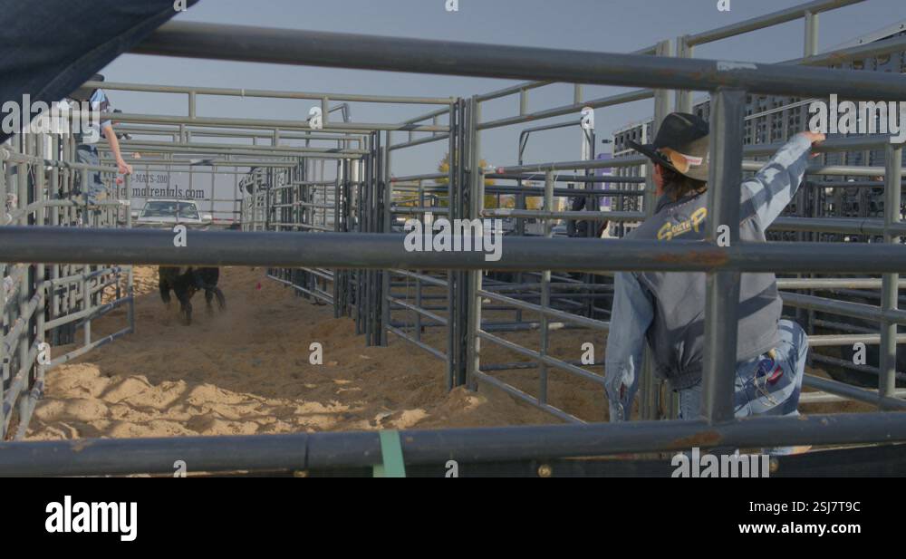 A cowboy loads bucking bulls into a metal bull chute after a bull fight ...