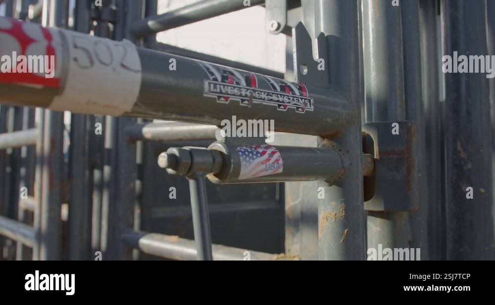 A metal bull chute gate latch locks as the door closes in Dallas, Texas ...
