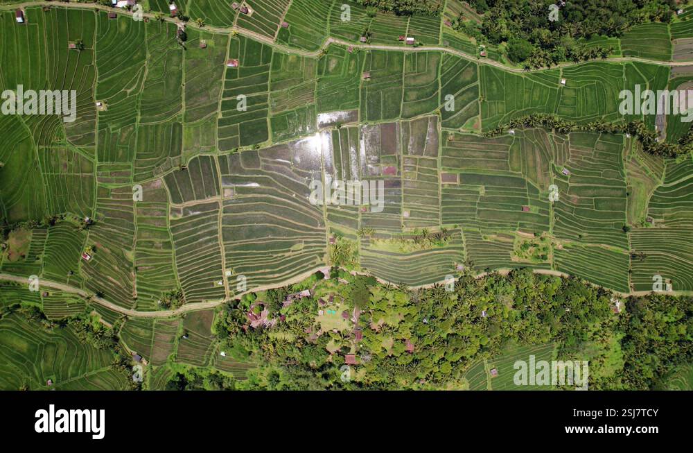 Top-down view of rice paddy from height, panning camera motion Stock ...