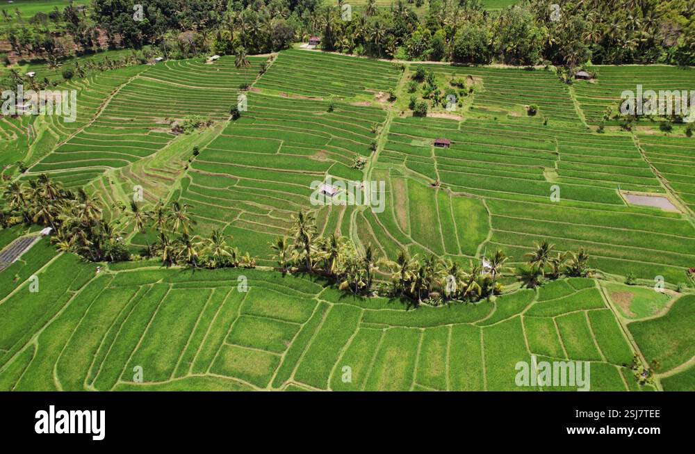Green terraces of rice fields on slight slope of hill, aerial arc shot ...