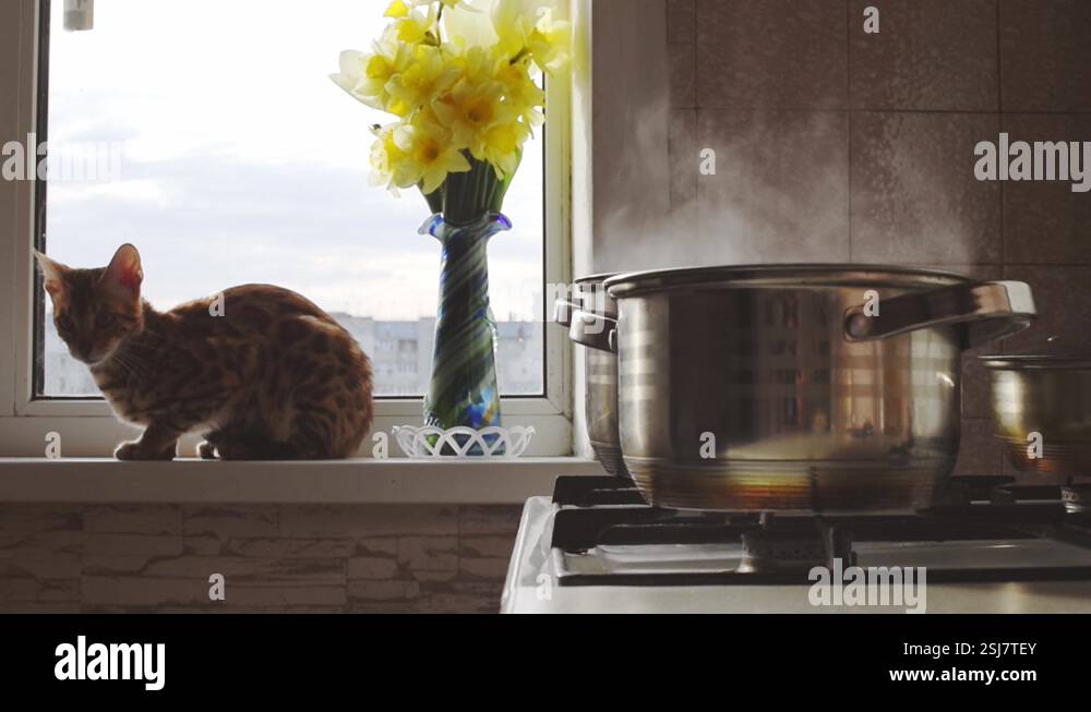 Boiling water in pot on gas cooker with steam, process of cooking. Cozy ...