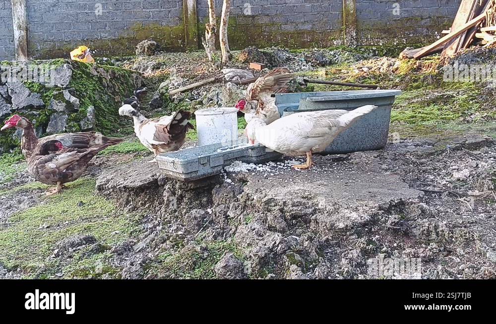 Eating duck Stock Video Footage - Alamy