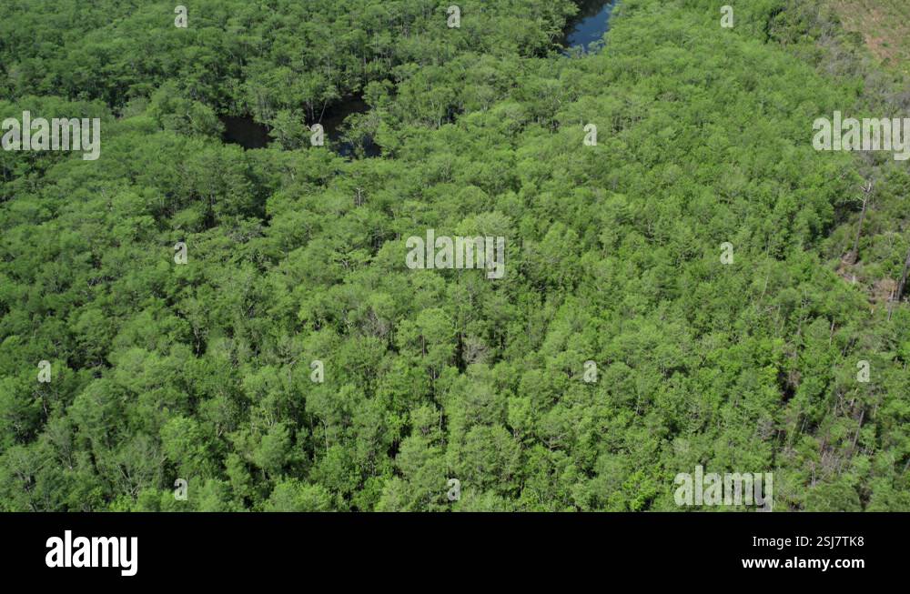 Aerial flight over very dense forest along a lake river in northern ...