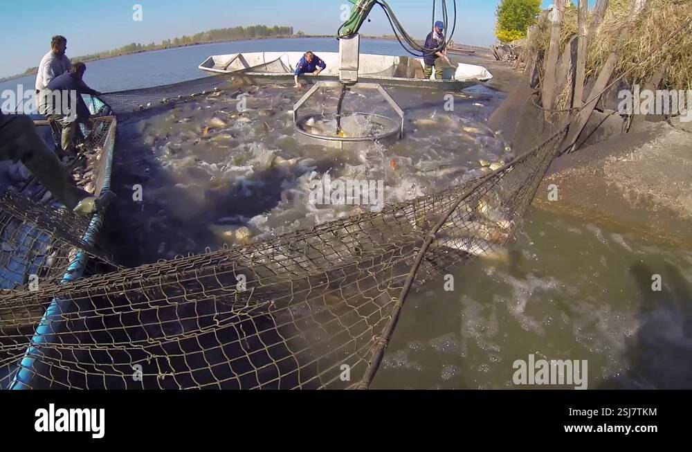 Mobile Crane Arm Lifts the Fish out of the Pond - Carp Harvesting Stock ...