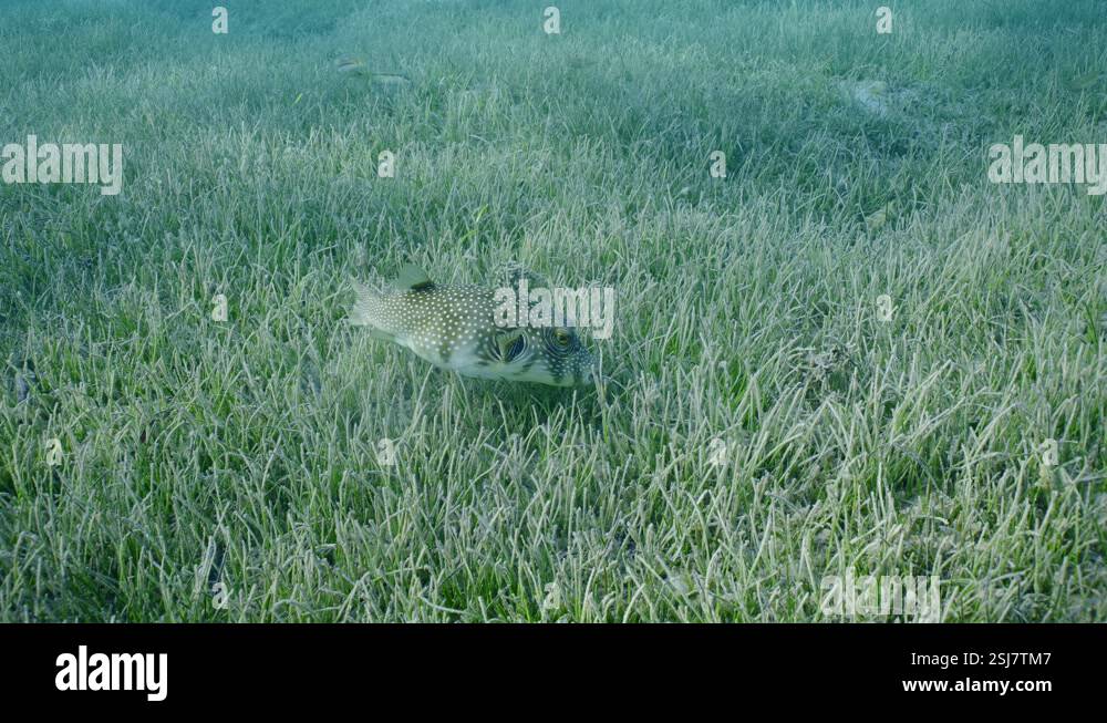 Puffer fish looking for food on seagrass bed among Round Leaf Sea Grass ...