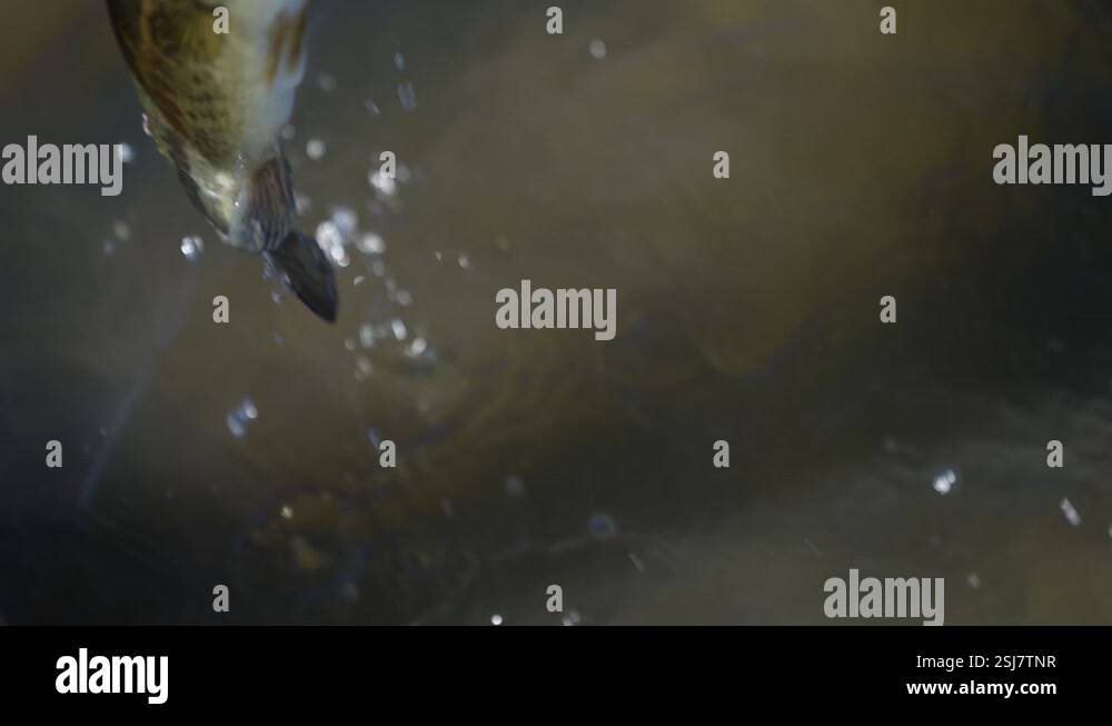 Fishing clip. Bass being reeled in. Fish thrashing in 4k Stock Video ...