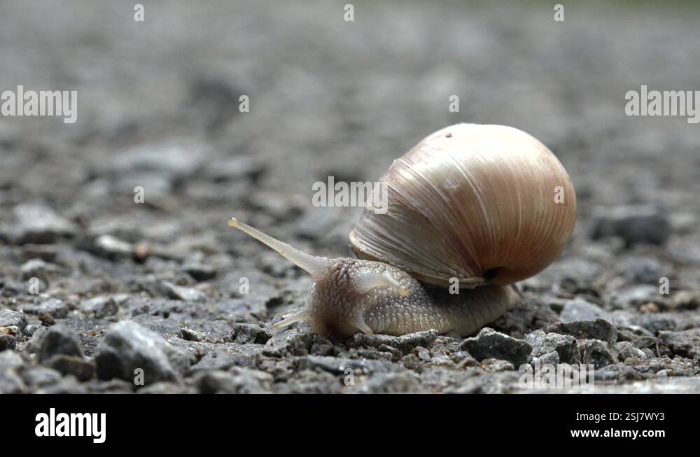 Snail, Macro Walking Snail, Animals in Natural Environment in Closeup ...