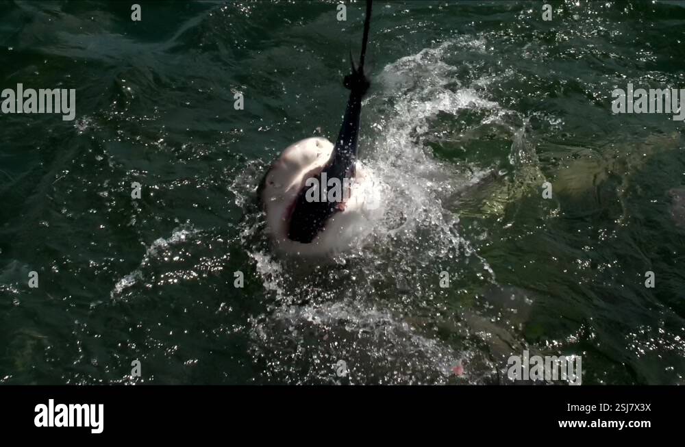 Voracious sharks jump out of water to grab torn fish tail in water ...
