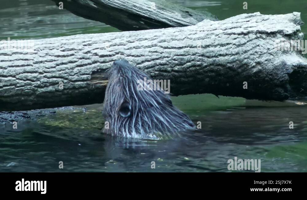 Beaver gnawing tree Stock Videos & Footage - HD and 4K Video Clips - Alamy