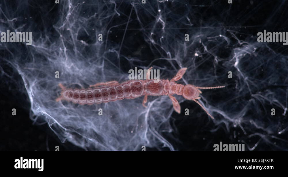 relic insecta Haploembia solieri under a microscope, female, family ...