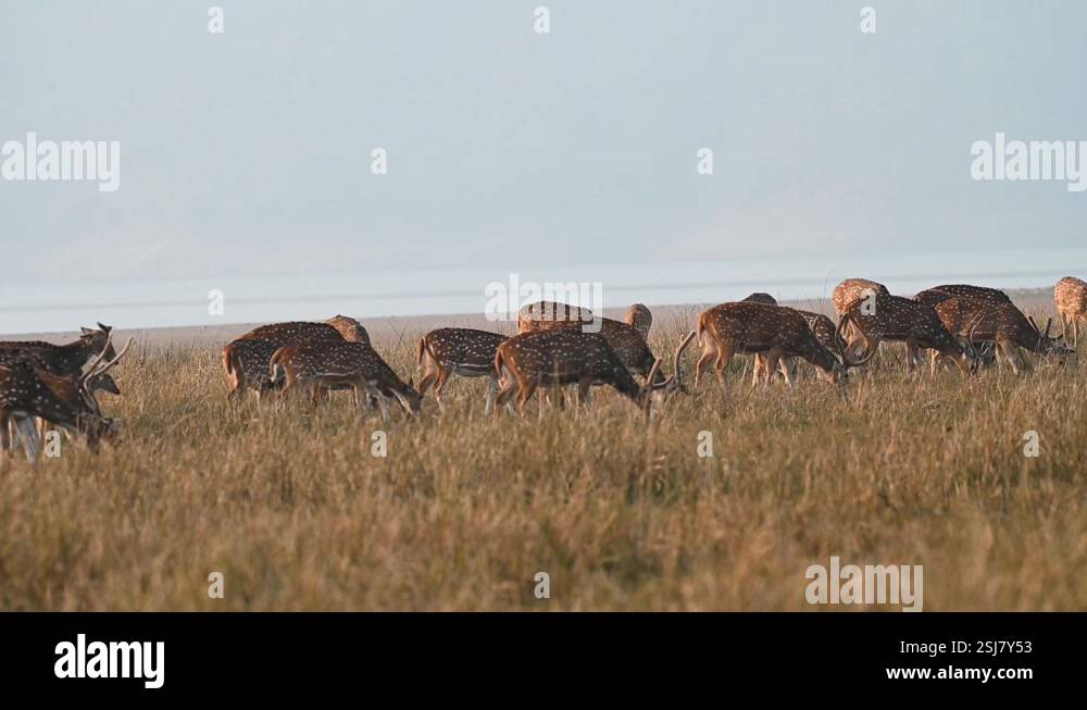 A group of spotted deer browsing through dry tall grass Stock Video ...