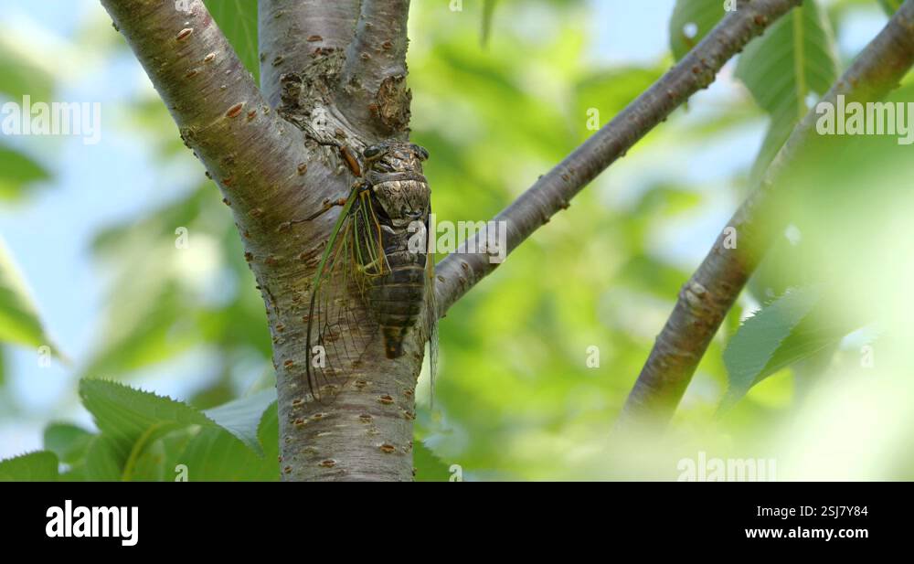 4K video of cicadas (KUMA-ZEMI) singing loudly Stock Video Footage - Alamy