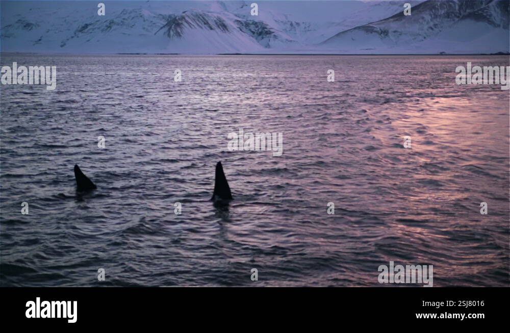 Fin whales iceland Stock Videos & Footage - HD and 4K Video Clips - Alamy