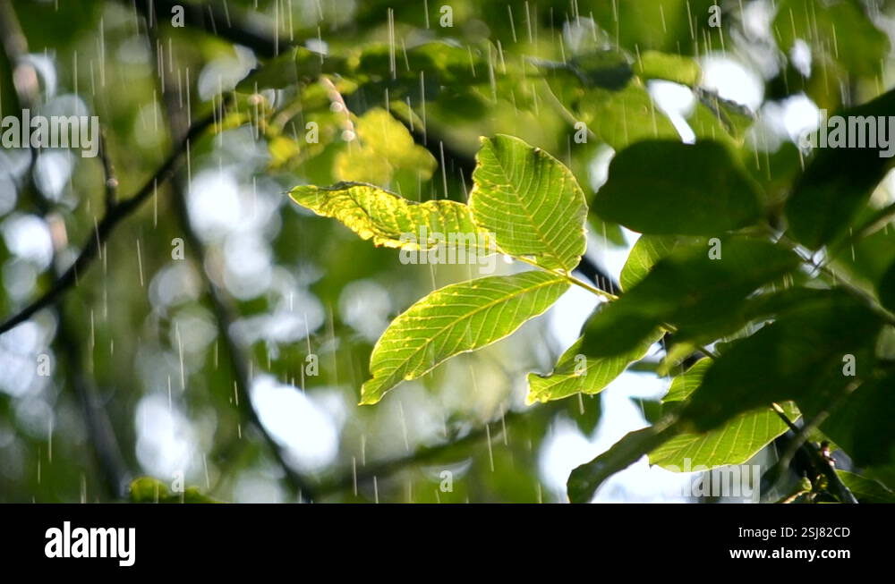Rain. Heavy rain. Heavy rain dripping on big green leaves on sunny day ...