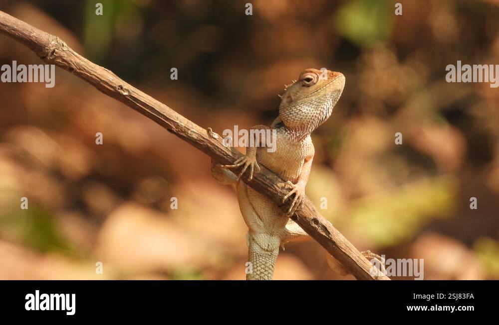 Lizard waiting for pry sky background Stock Video Footage - Alamy