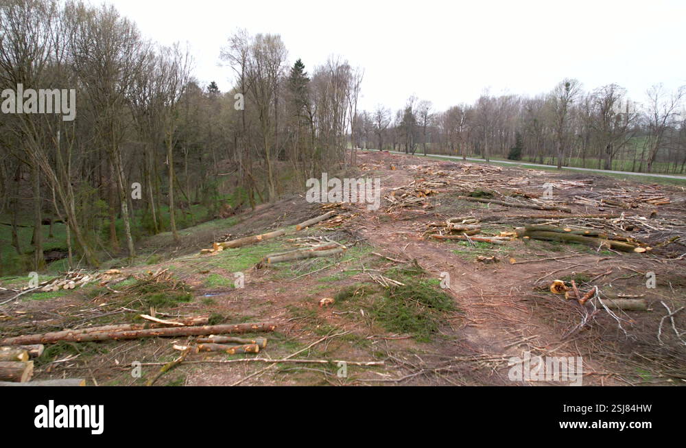 An Aerial Film of the Devastation of Deforestation: Witnessing the ...