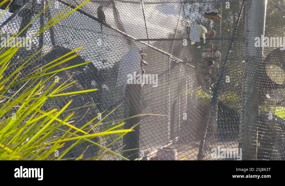 Different Bird Species On Aviary At Bason Botanic Gardens In Whanganui ...