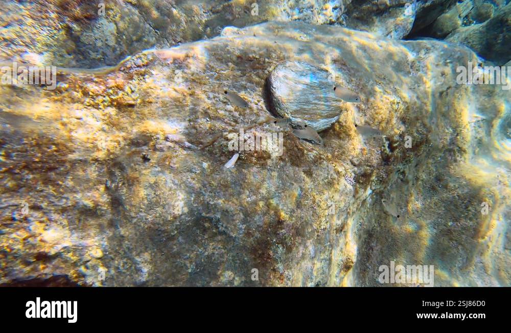 Underwater video of flock of saddled seabream and a bigger fish with ...