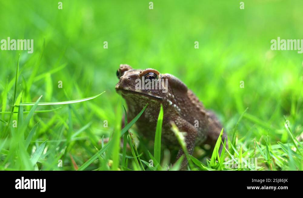Asian common toad, duttaphrynus melanostictus vocal sac pulsated as it ...