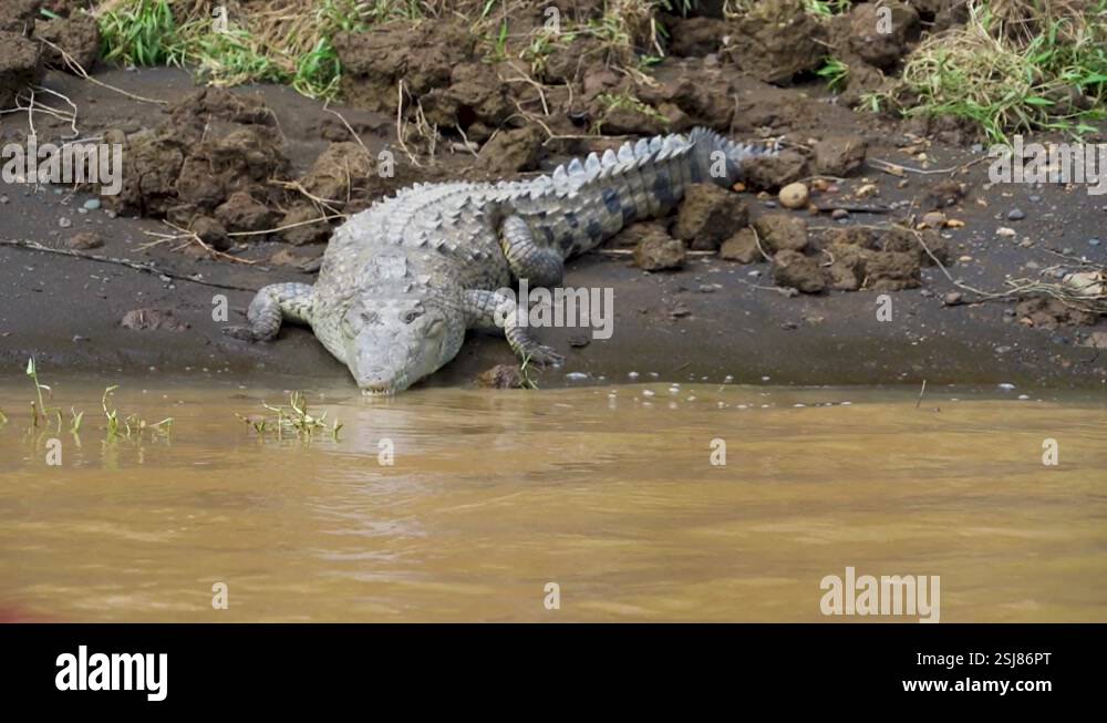 crocodile lying on edge of muddy water Stock Video Footage - Alamy