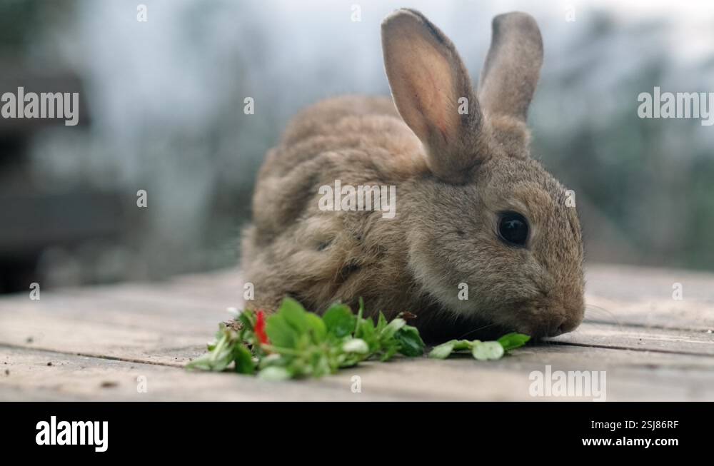 Rabbit chewing green leaves salad with its teeth and moving its nose ...